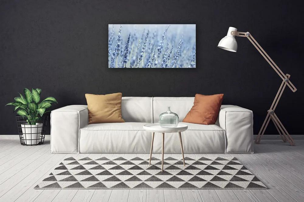 Obraz na plátně Květiny Klasy Louka Příroda 100x50 cm
