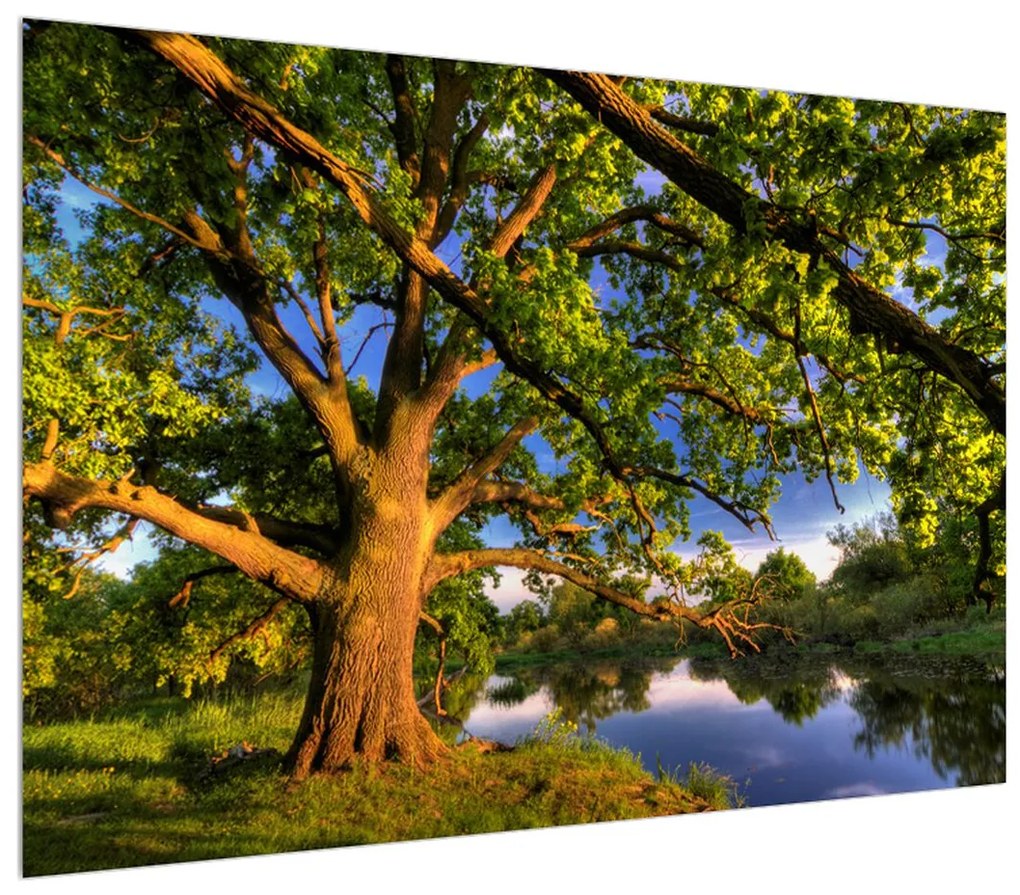 Obraz  stromu u jezera (100x70 cm)