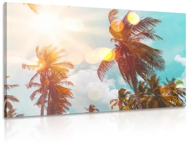Obraz paprsky slunce mezi palmami Varianta: 120x80