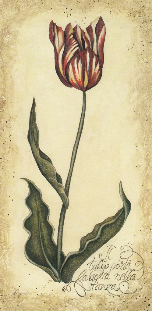 ART-STYLE Obrázek 13x25, žíhaný tulipán I., rám sv. dub - červotoč