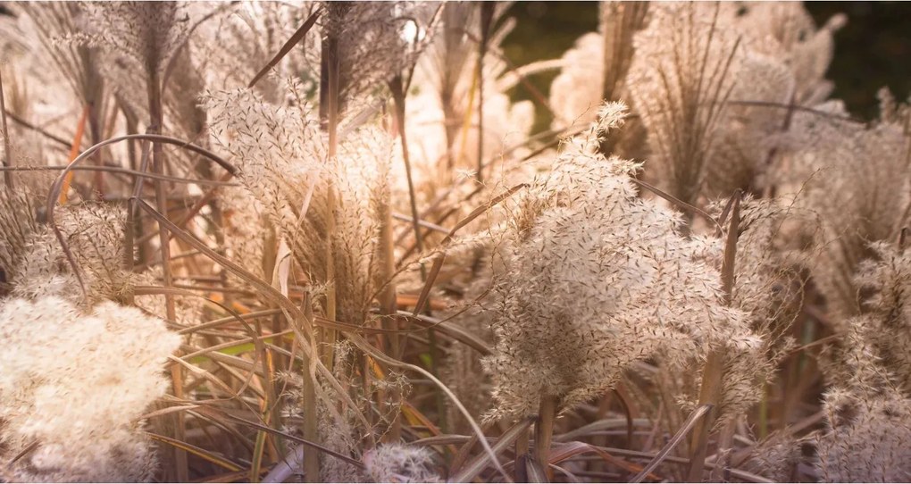 Bondecor Obraz, tištěné plátno Květina 80 x 150 cm