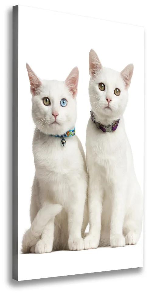 Wallmuralia Vertikální Foto obraz na plátně Dvě bílé kočky 50x100