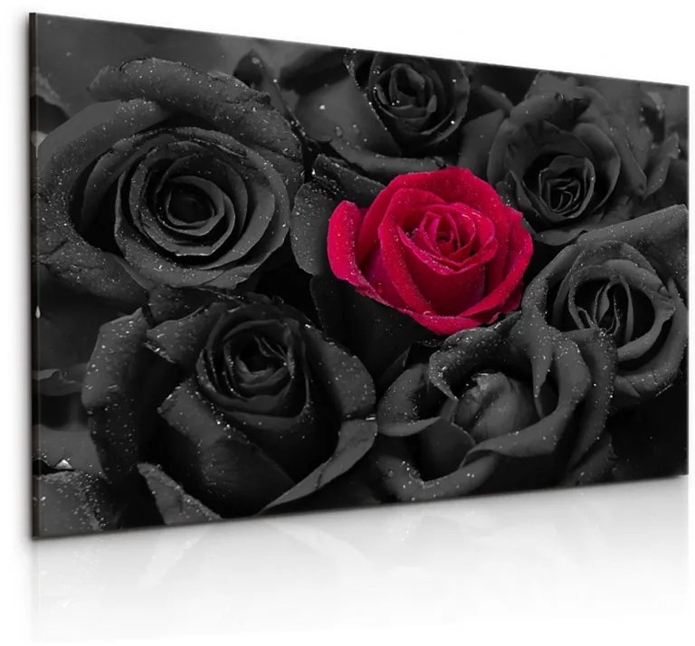 Obraz královna růží + háčky, hřebíčky, čistící hadřík ZDARMA Velikost (šířka x výška): 120x80 cm