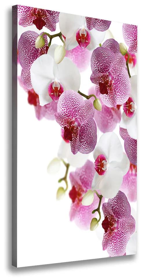 Wallmuralia Foto obraz na plátně do obýváku Orchidej 50x100 cm
