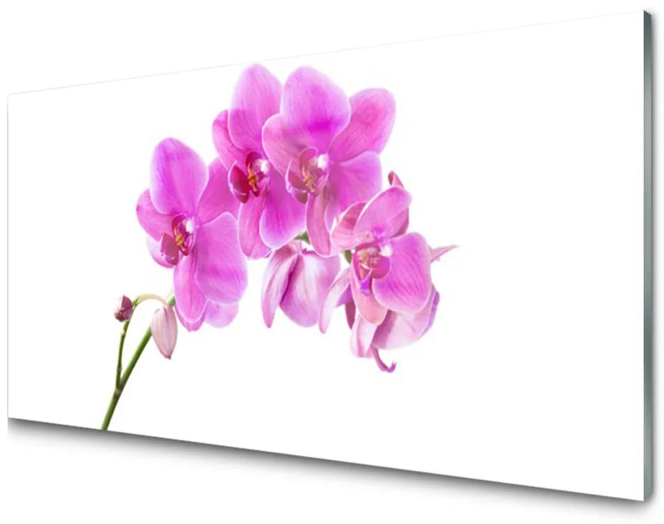 Plexisklo obraz Vstavač Květ Orchidej