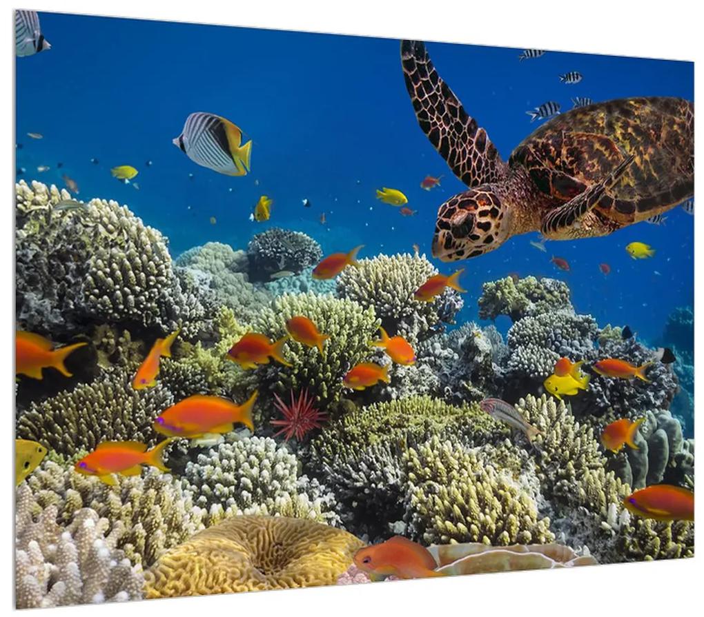 Obraz podmořského světa (70x50 cm)