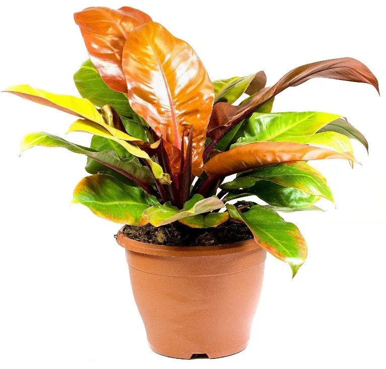 Pokojová rostlina Philodendron Prince of Orange, průměr 26 cm Filodendron