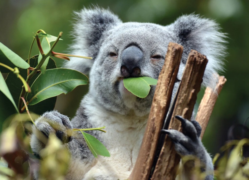 Malvis Tapeta Koala Vel. (šířka x výška): 216 x 140 cm