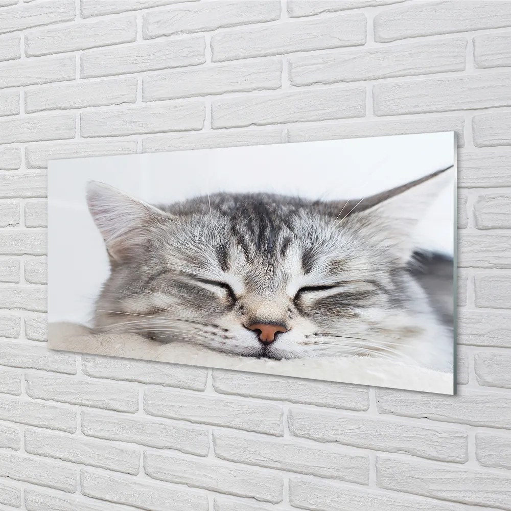 akrylový obraz ospalá kočka 100x50 cm