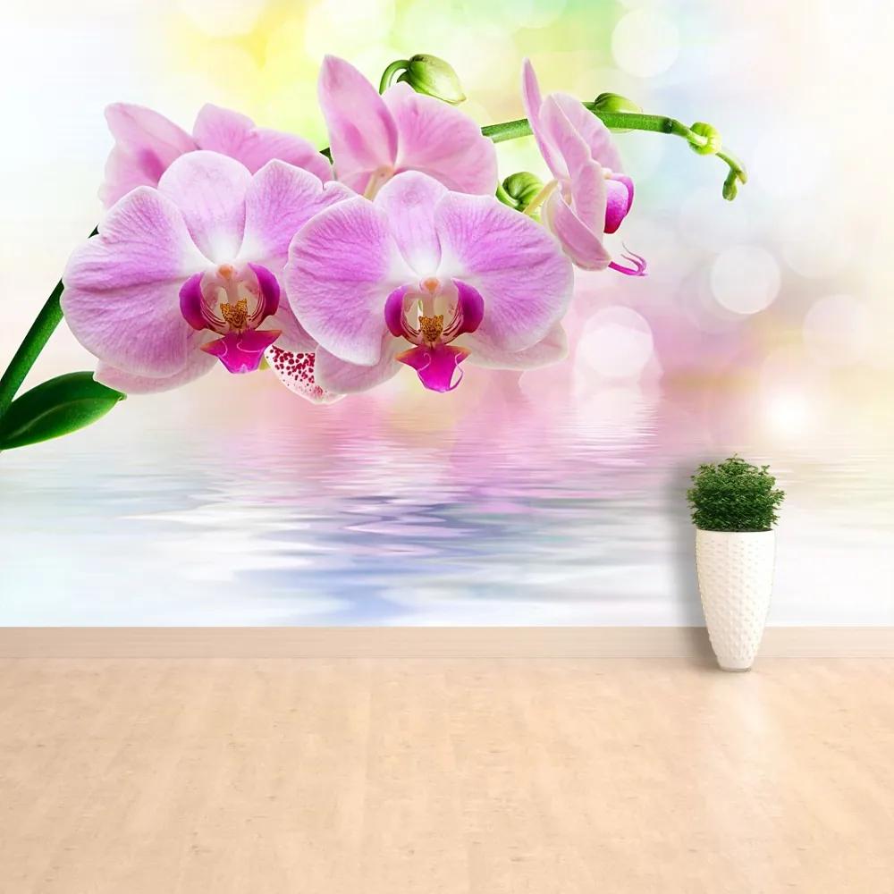 Fototapeta Orchidej růže