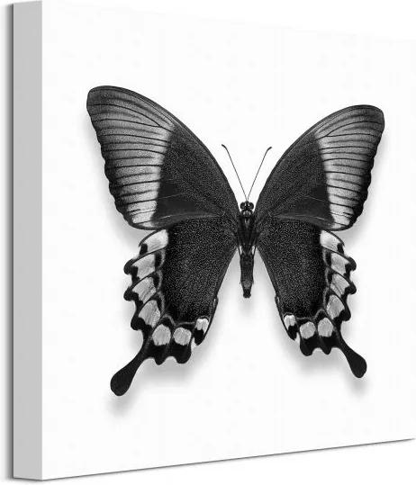 Obraz na plátně Černobílý motýl Fennell Alyson 40x40cm WDC101141