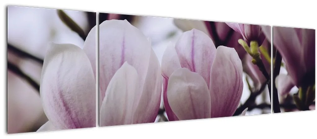 Obraz - Magnolie (170x50 cm)