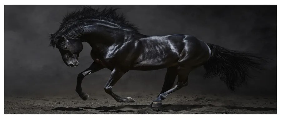Wallmuralia Foto obraz akrylový na stěnu Černý kůň 125x50 cm