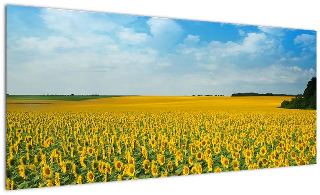 Obraz pole slunečnic (100x40cm)