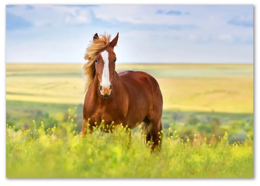 Wallmuralia Moderní akrylový fotoobraz Hnědý kůň 100x70