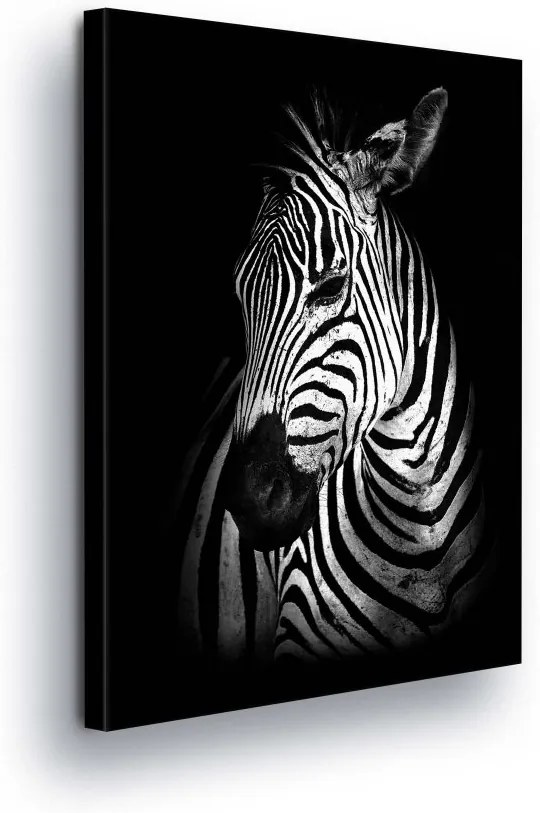 GLIX Obraz na plátně - Černobílá Zebra 50x70 cm