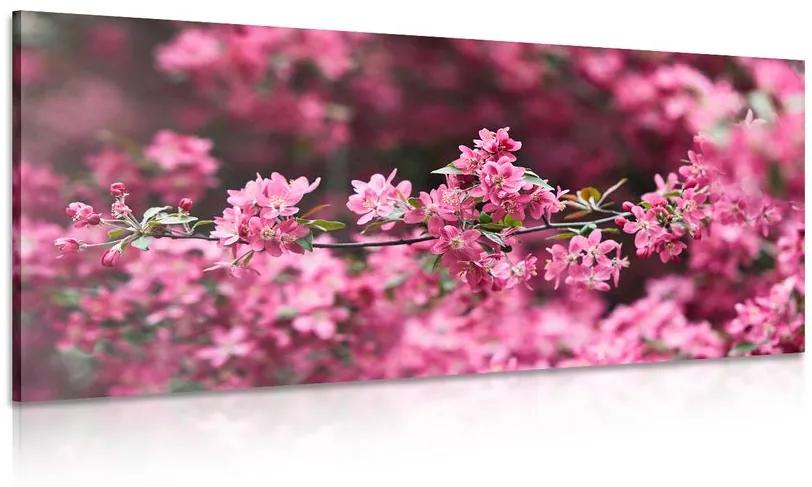 Obraz detailní květiny třešně Varianta: 120x60