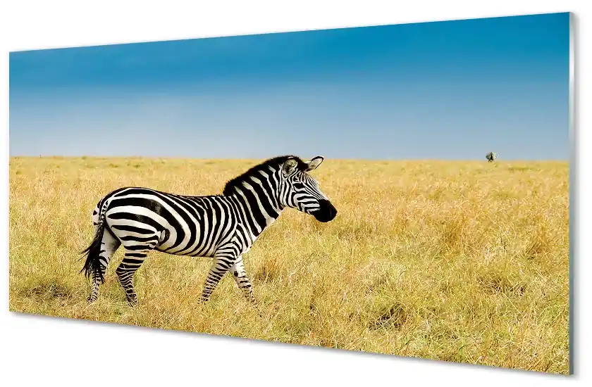 akrylový obraz Zebra box 125x50 cm | BIANO