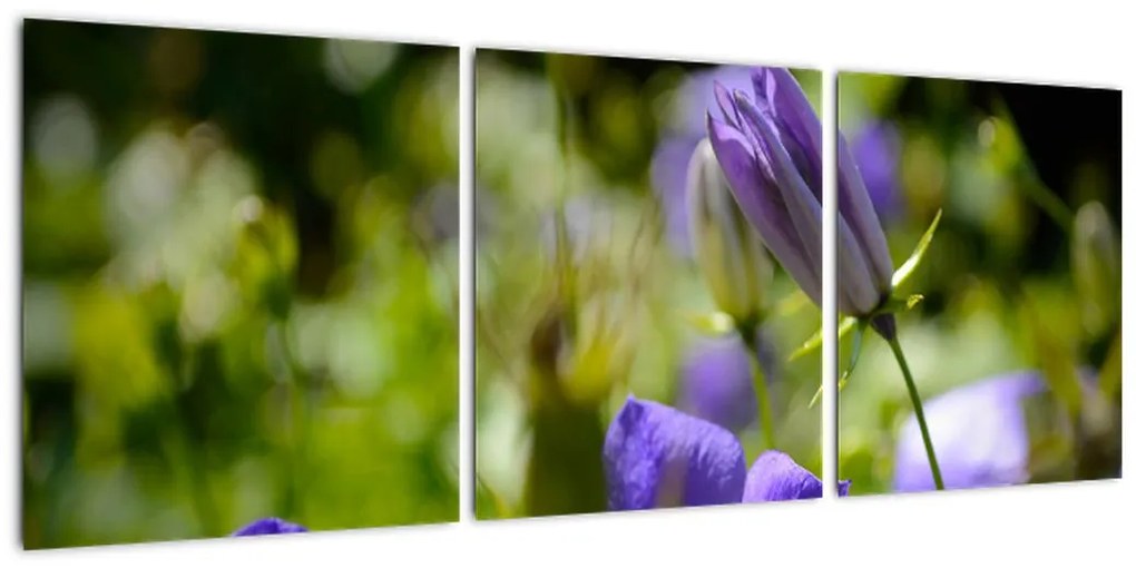 Modrá květina - obraz
