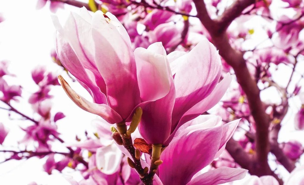 Postershop Fototapeta: Růžová magnolie - 254x368 cm