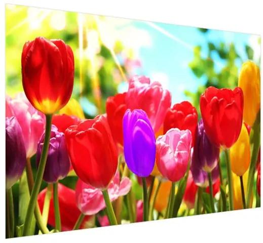 Fototapeta Nádherné barevné tulipány 200x135cm FT1241A_1AL