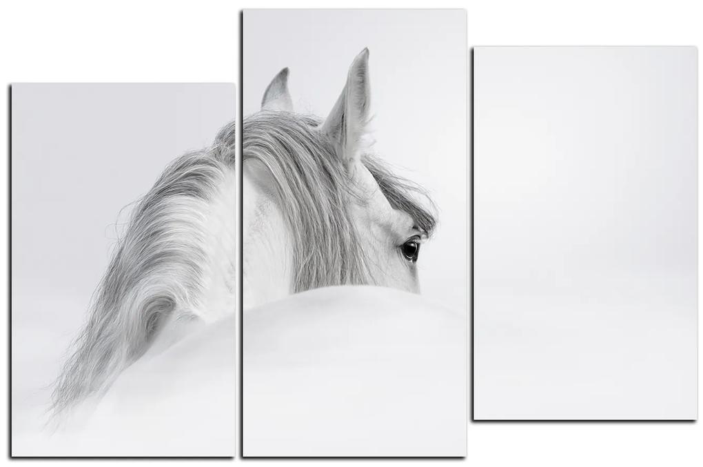 Obraz na plátně - Andaluský kůň v mlze 1219C (105x70 cm)
