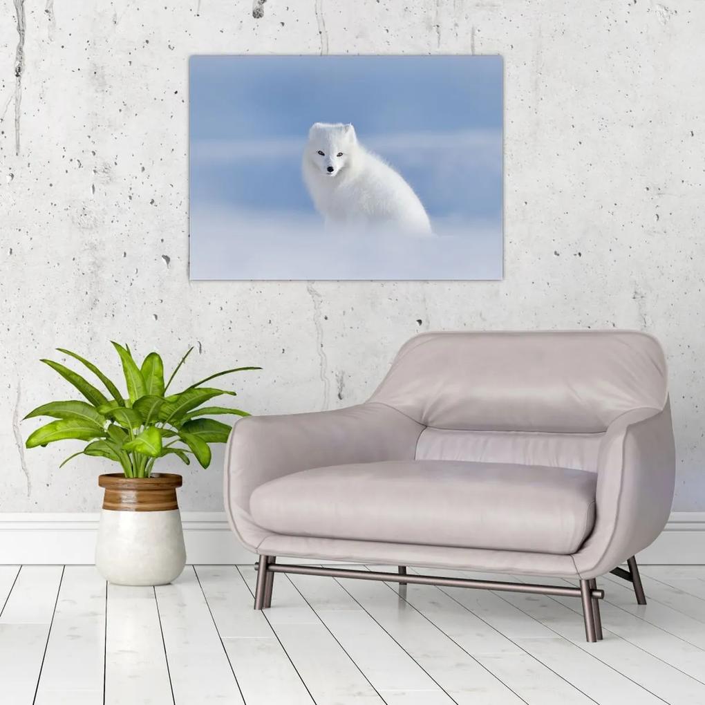Obraz - Polární liška (70x50 cm)