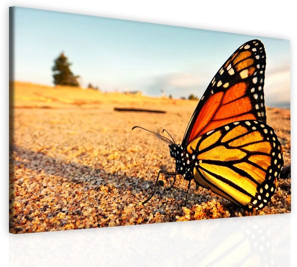Malvis Malvis Obraz žlutý motýl  90x60 cm