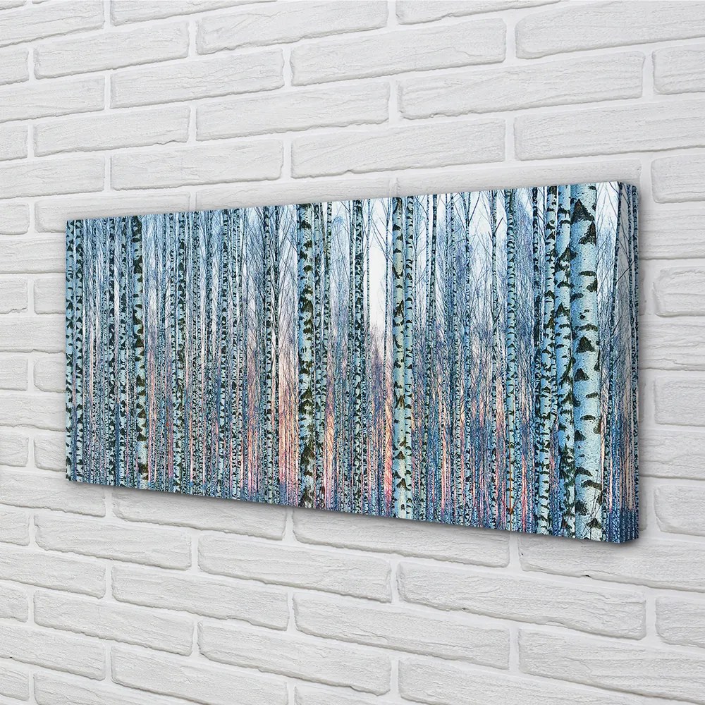 Obrazy na plátně Březového lesa při západu slunce 120x60 cm