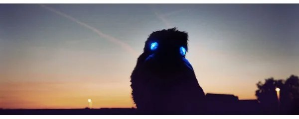 Pet Amour Bezpečnostní světýlka pro psy Luumi modré 2ks