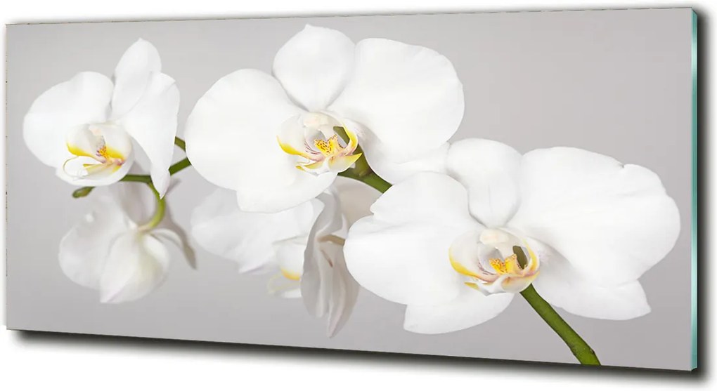 Foto obraz sklo tvrzené Orchidej