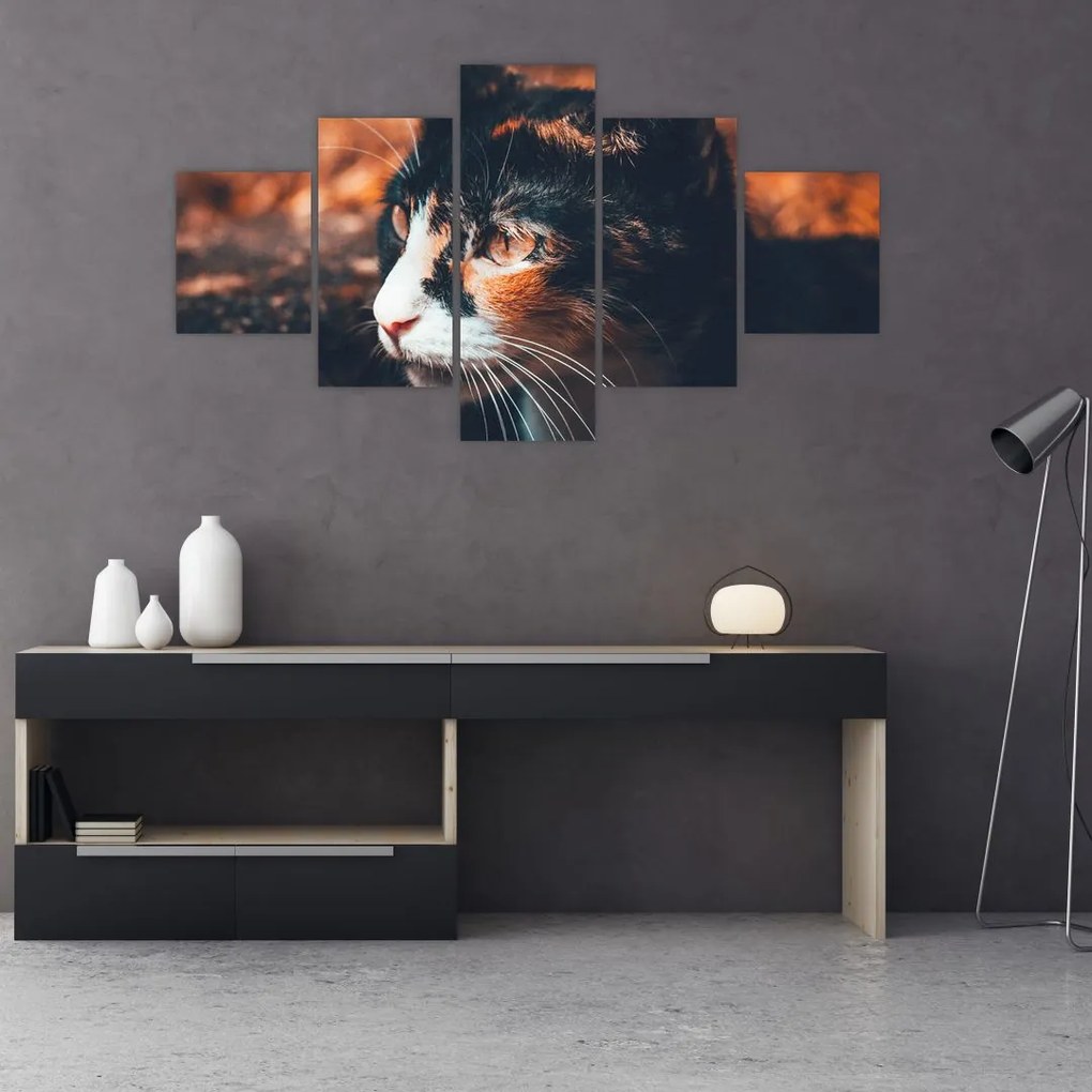 Obraz - Pohled kočky (125x70 cm)