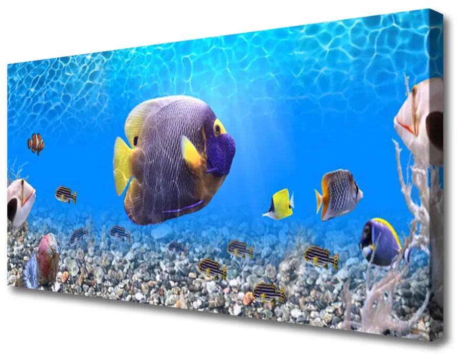 Obraz na plátně Ryba Příroda 120x60 cm