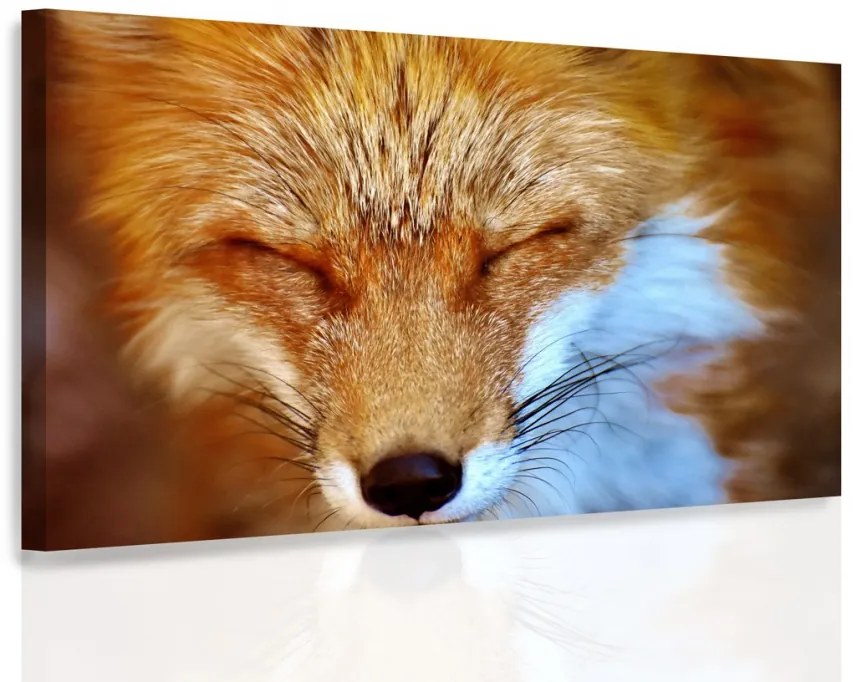 Malvis ® Obraz na plátně Liška Velikost (šířka x výška): 90x60 cm