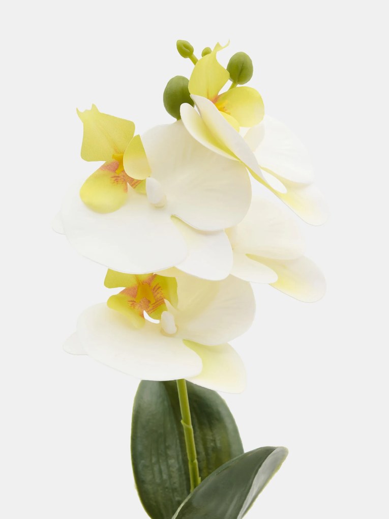 Sinsay - Dekorativní rostlina v květináči – orchidej - bílá
