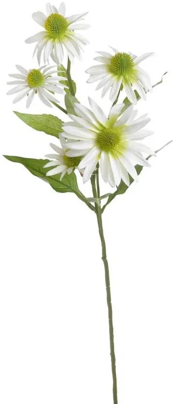 echinacea 72 cm - bílá se zelenými středy