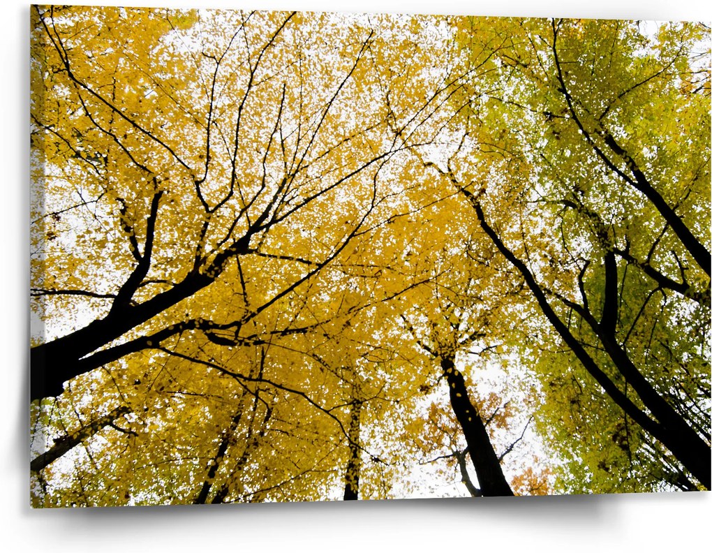 Obraz - Koruny stromů 150x110 cm