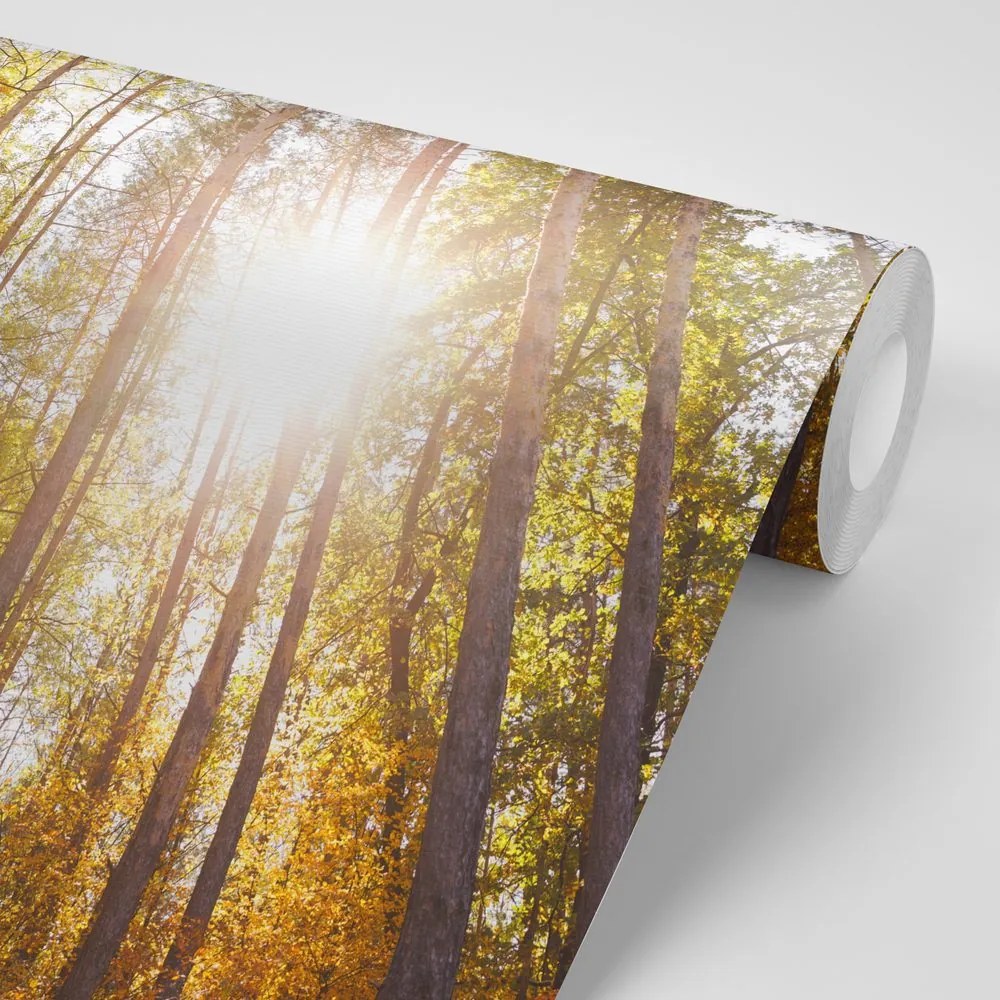Samolepící fototapeta les v podzimních barvách