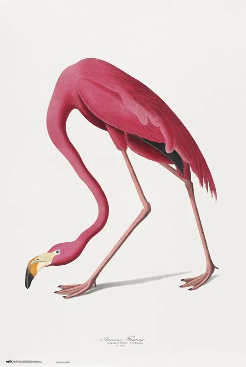 Plakát, Obraz - American Flamingo, (61 x 91.5 cm)