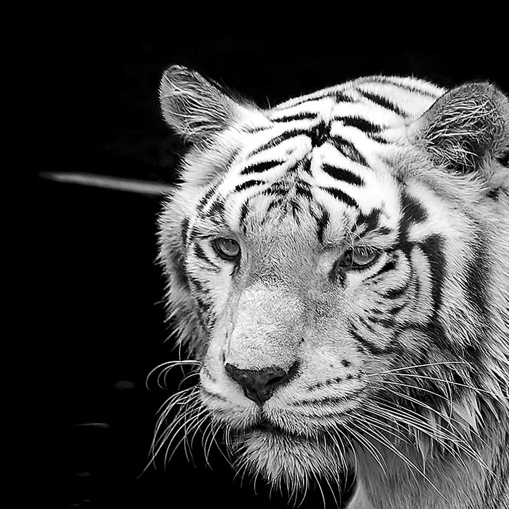 Malvis ® Tapeta Tygr v černém inkoustu Vel. (šířka x výška): 360 x 260 cm