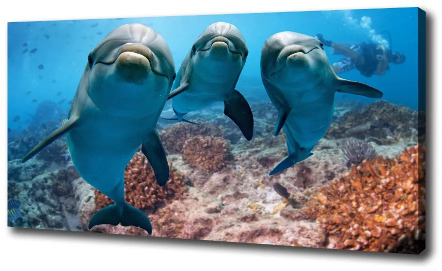 Wallmuralia Foto obraz canvas Delfíny 100x50