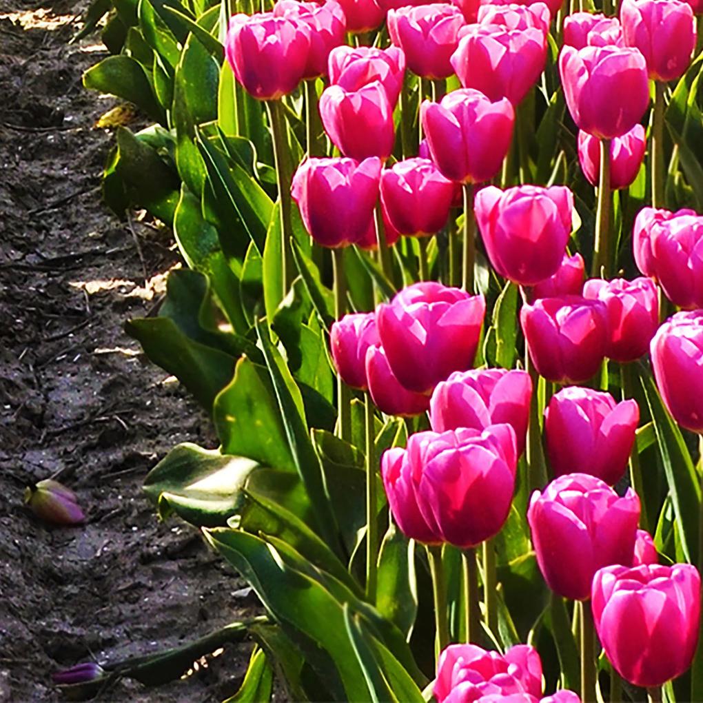Malvis ® Tapeta Pole tulipánů Vel. (šířka x výška): 360 x 260 cm