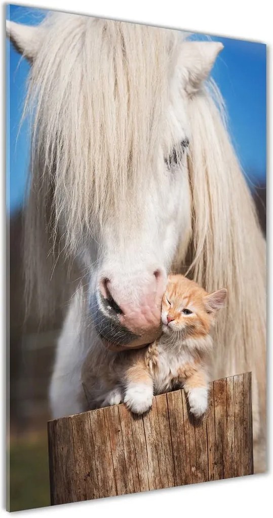 Foto obraz na plátně Bílý kůň s kočkou