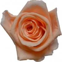 Hlavy růží - premium 4 ks Peach - broskvová