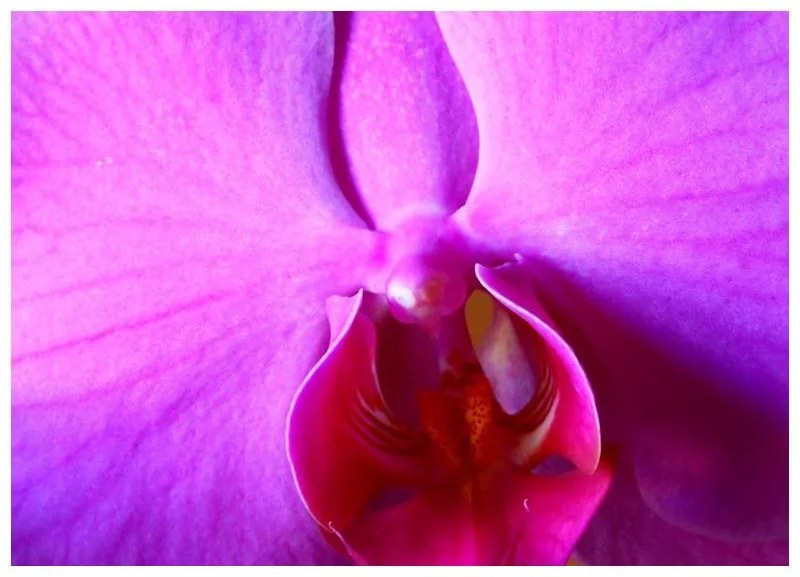 Obraz květu orchideje (70x50 cm), 40 dalších rozměrů
