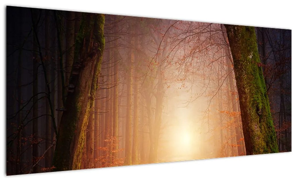 Obraz podzimního lesa v mlze (100x40 cm), 40 dalších rozměrů