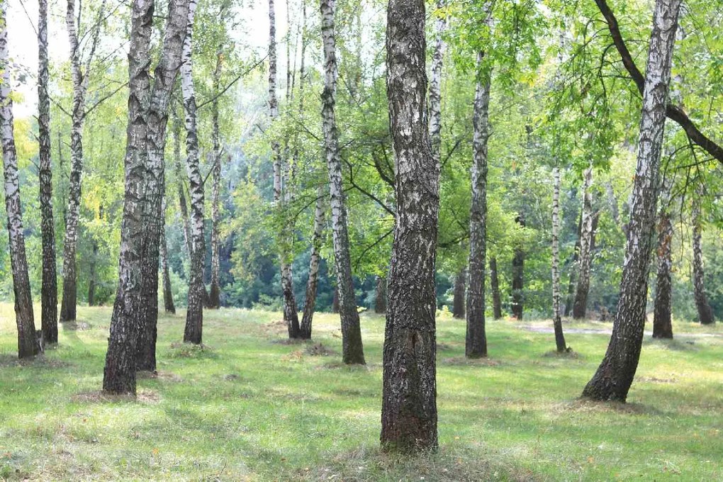 DIMEX | Vliesová fototapeta Březový háj VI. MS-5-1912 | 375 x 250 cm| zelená, bílá, hnědá, šedá