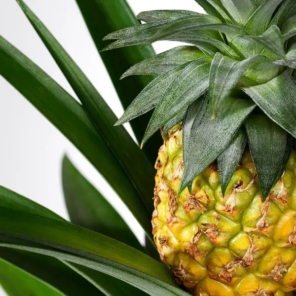 ANANAS Rostlina, Pineapple, 12 cm