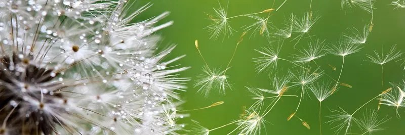 Fototapeta na linku Dandelion 180 x 60 cm KI180-012