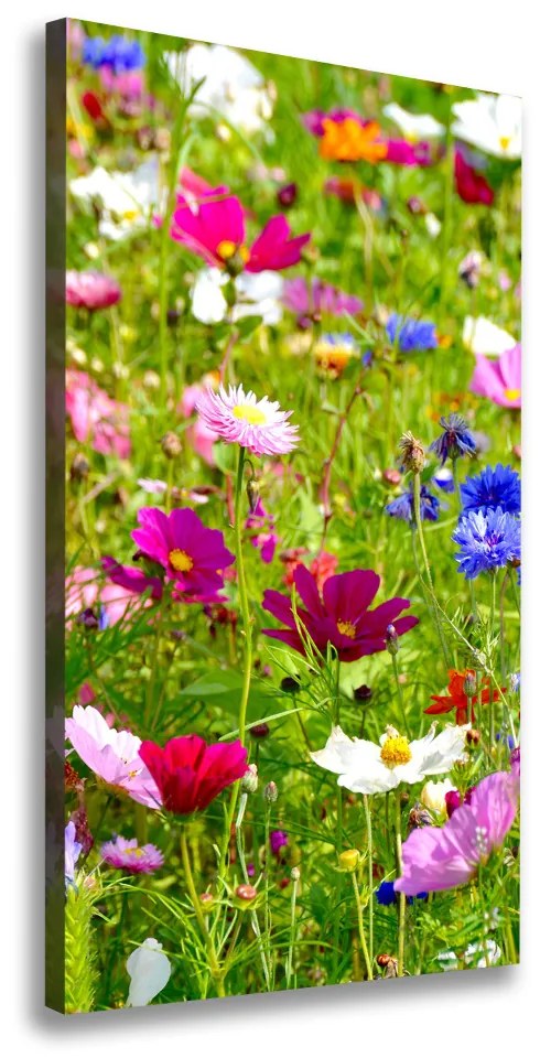 Wallmuralia Vertikální Foto obraz canvas Polní květiny 50x100